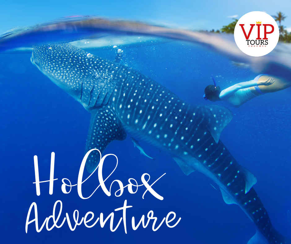 Whale Shark Private Tour – A Unique Adventure And Journey – VIP Tours ...